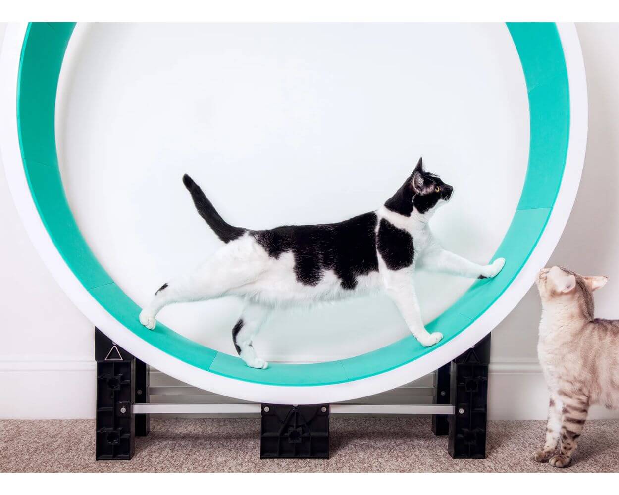 Best Cat Wheel To Keep Your Kitty Purr-Fectly Entertained