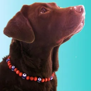 Unleash Your Pet's Style & Flair with A Beaded Dog Collar!