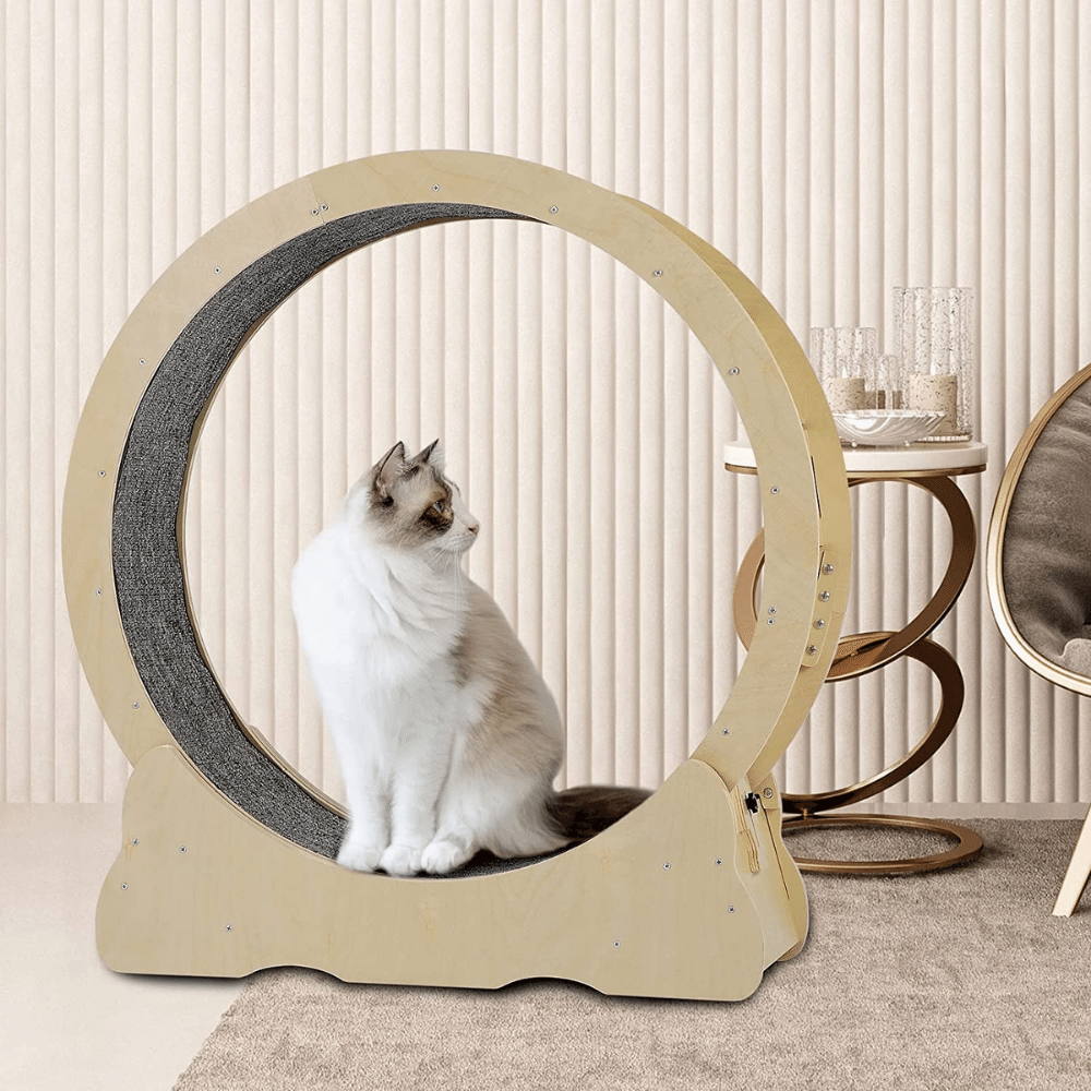 Best Cat Wheel To Keep Your Kitty Purr-Fectly Entertained