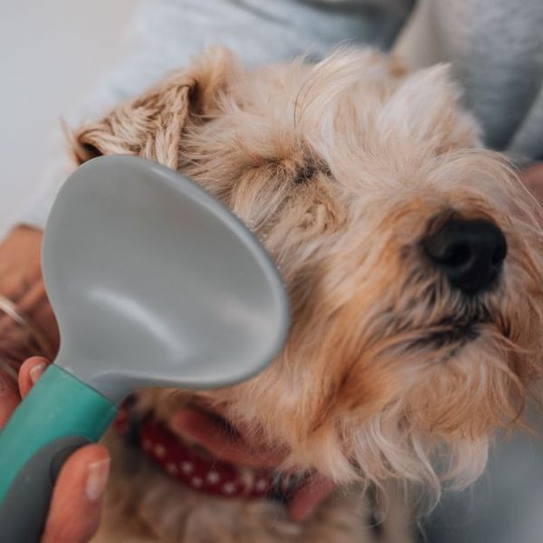 5 Dog Brushes to Keep Your Pooch Primped & Pampered!