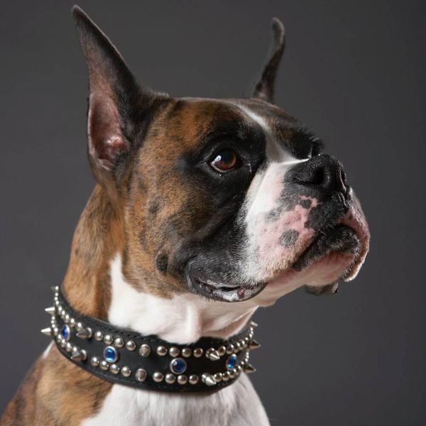 Unleash Your Pet's Style & Flair with A Beaded Dog Collar!