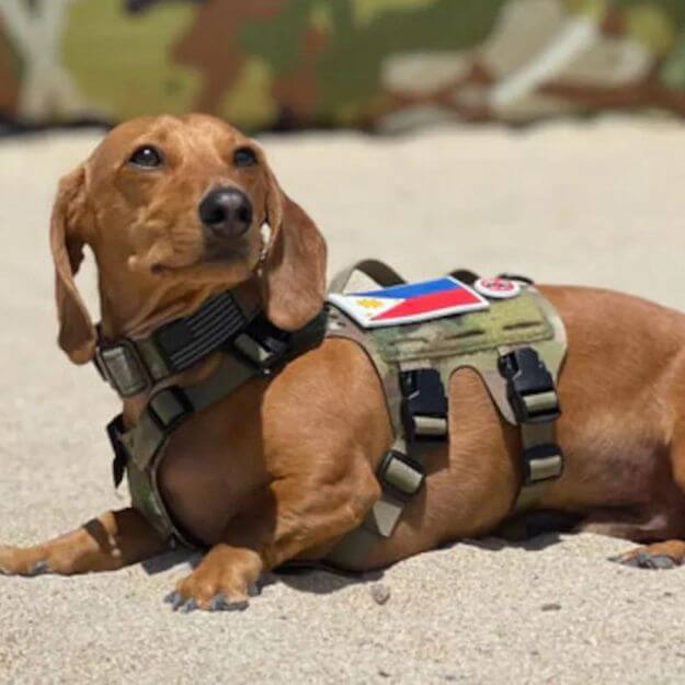 Unleash The Power Of A Tactical Dog Harness: The 5 BEST Picks!