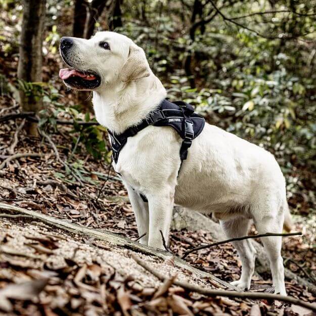 Unleash The Power Of A Tactical Dog Harness: The 5 BEST Picks!