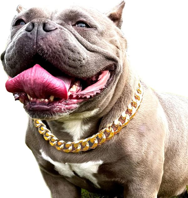 Give Your Pooch a Touch of Luxury with A Gold Dog Chain!