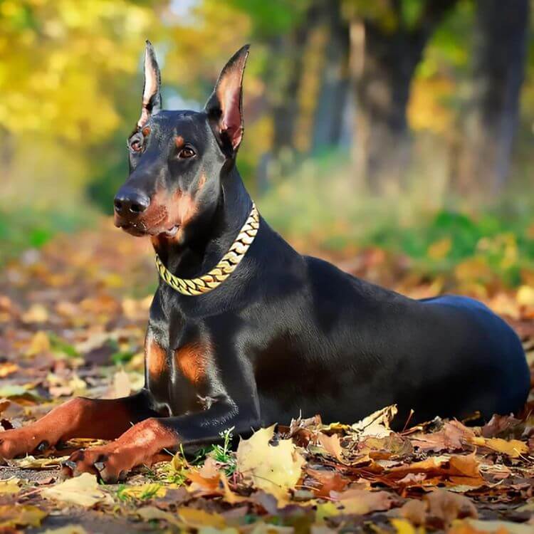 Give Your Pooch a Touch of Luxury with A Gold Dog Chain!