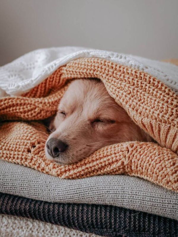 Anxious Pup? The Power of Calming Collars for Dogs